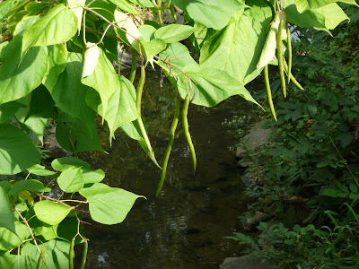 The Greenbelt: Bean Tree