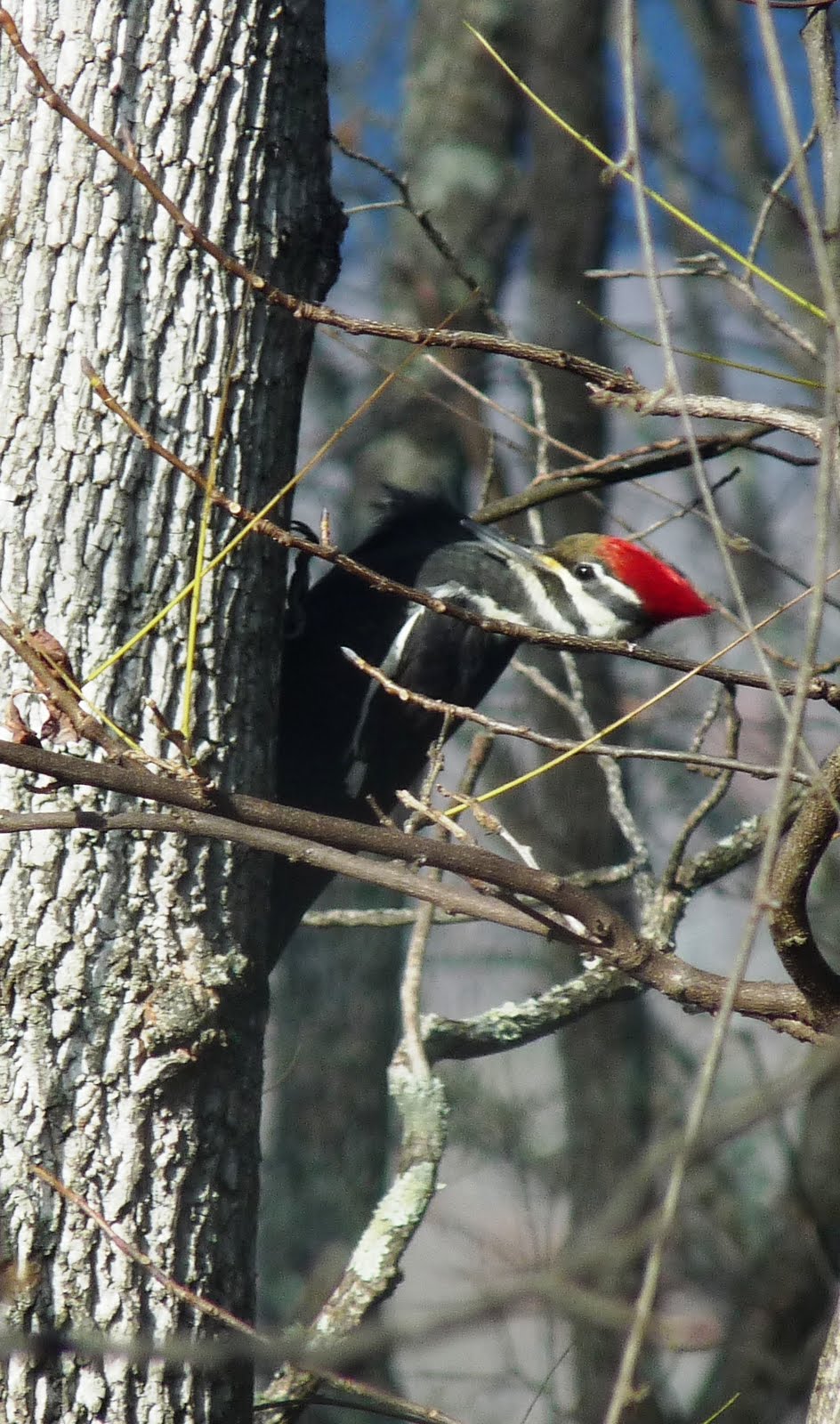The Greenbelt: East Tennessee November Birds