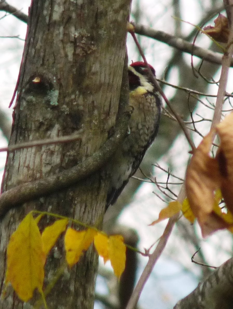 The Greenbelt: East Tennessee November Birds