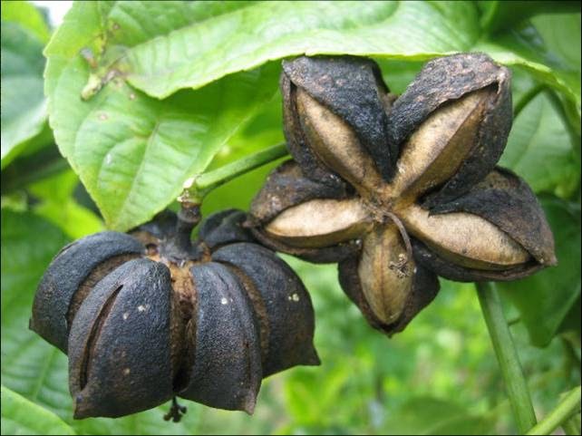 SACHA INCHI: Sacha Inchi