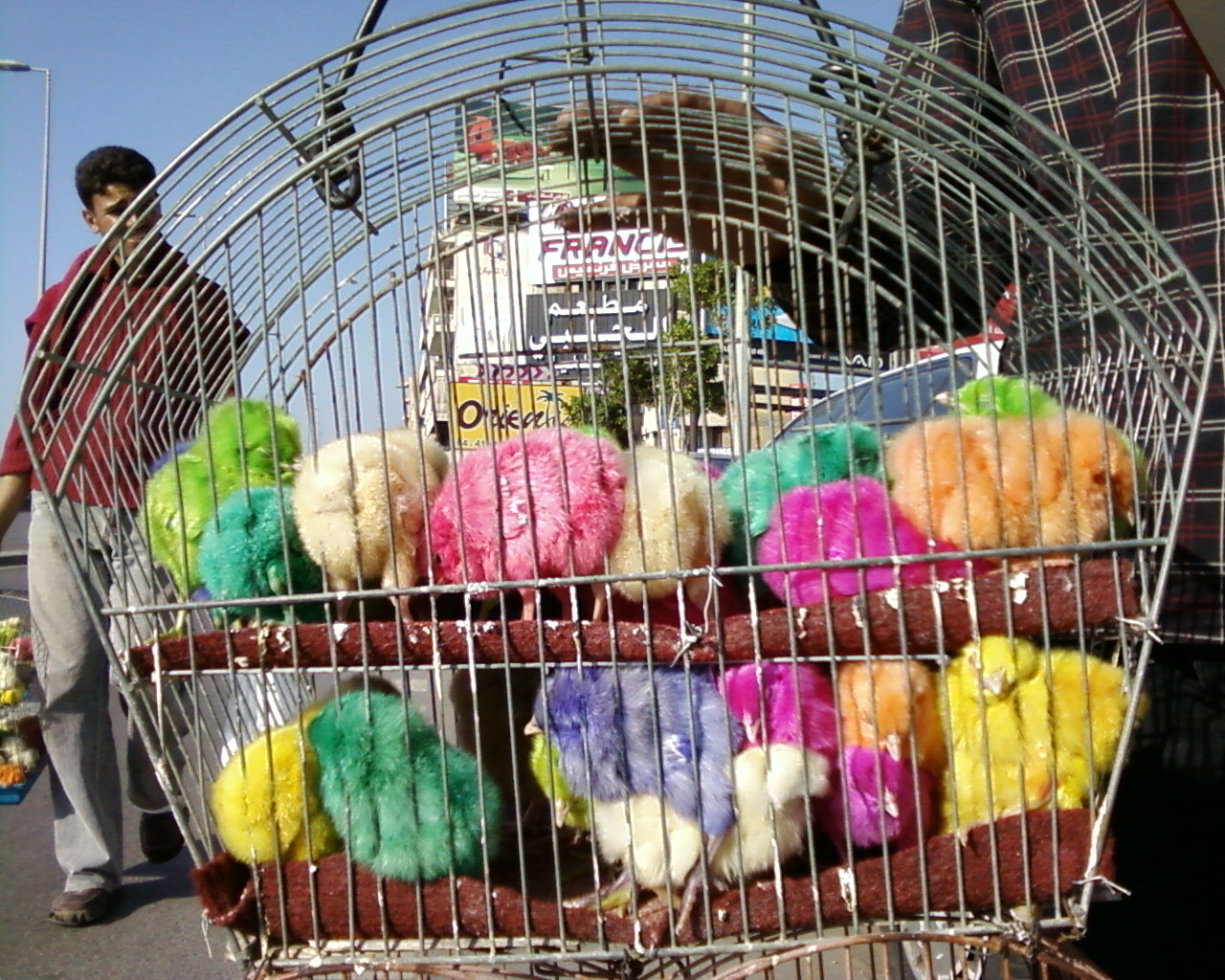 HARRYZZZ: RAINBOW EASTER CHICKS IN BEIRUT