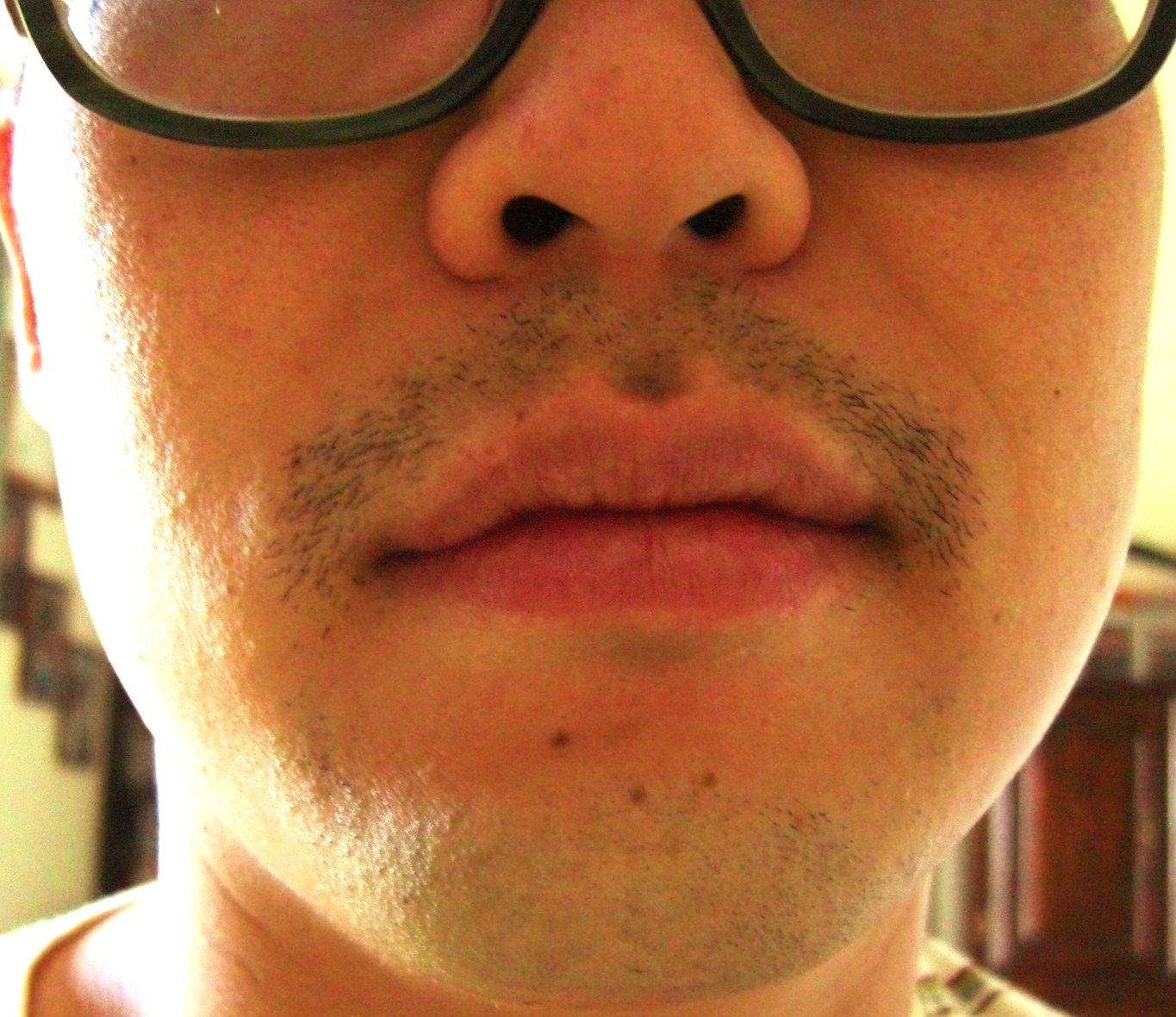 The Catbus (ねこバス): To grow or not to grow?: The Asian Moustache