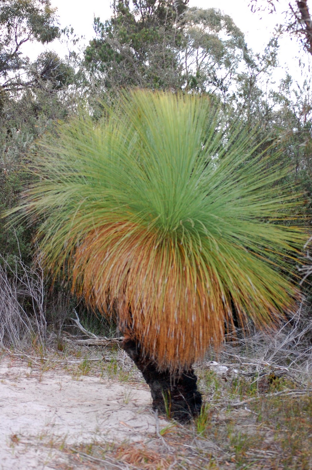 Tassie Twosome: The Grass Tree