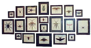 ItsTheBestThingEver!: sites on insect collection and or display