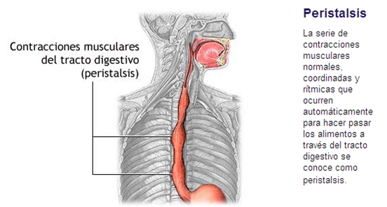 El Sistema Digestivo: Esofago y estomago
