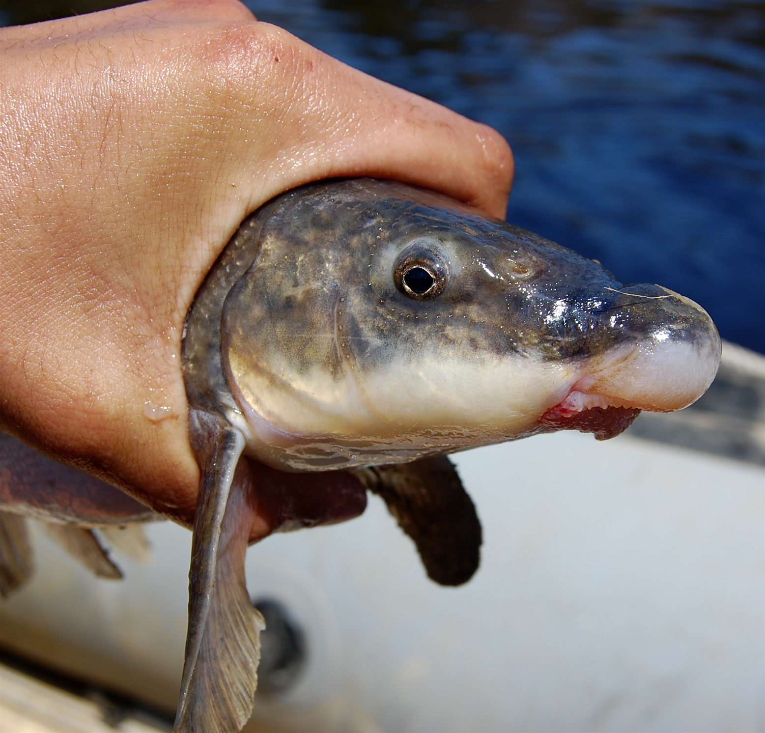 Comme un poisson dans l'eau en Abitibi: Ride sur la rivière Bourlamaque