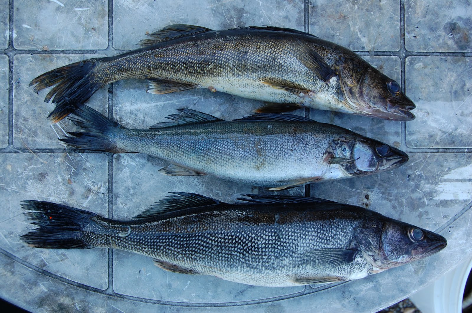 Comme un poisson dans l'eau en Abitibi: La ballade de Mahingan