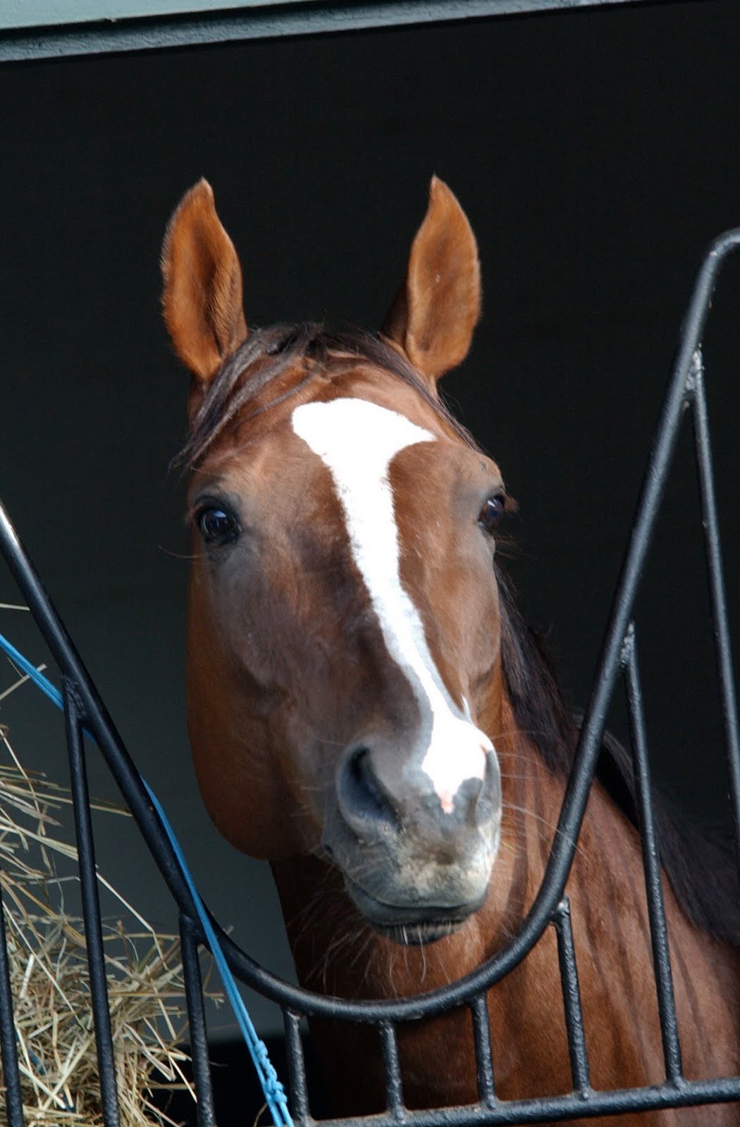 O NINHO DO ALBATROZ: 11 de ago. de 2010