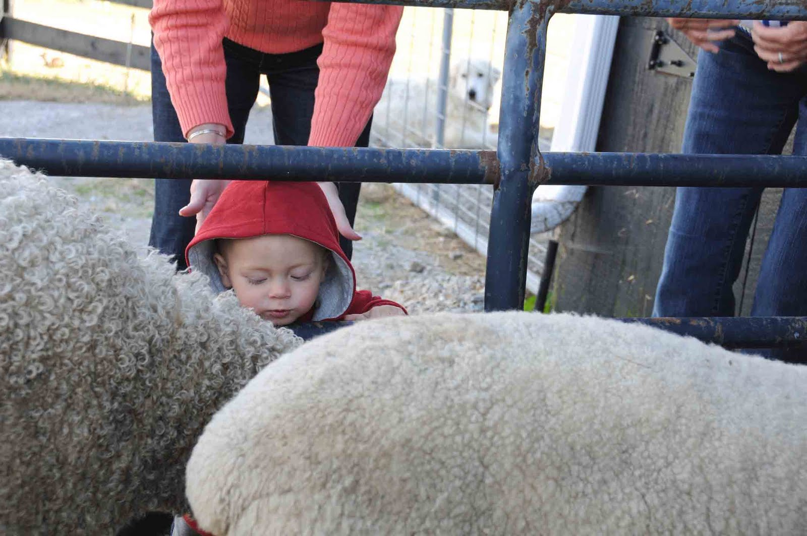 Punkin's Patch: Hug A Sheep Day