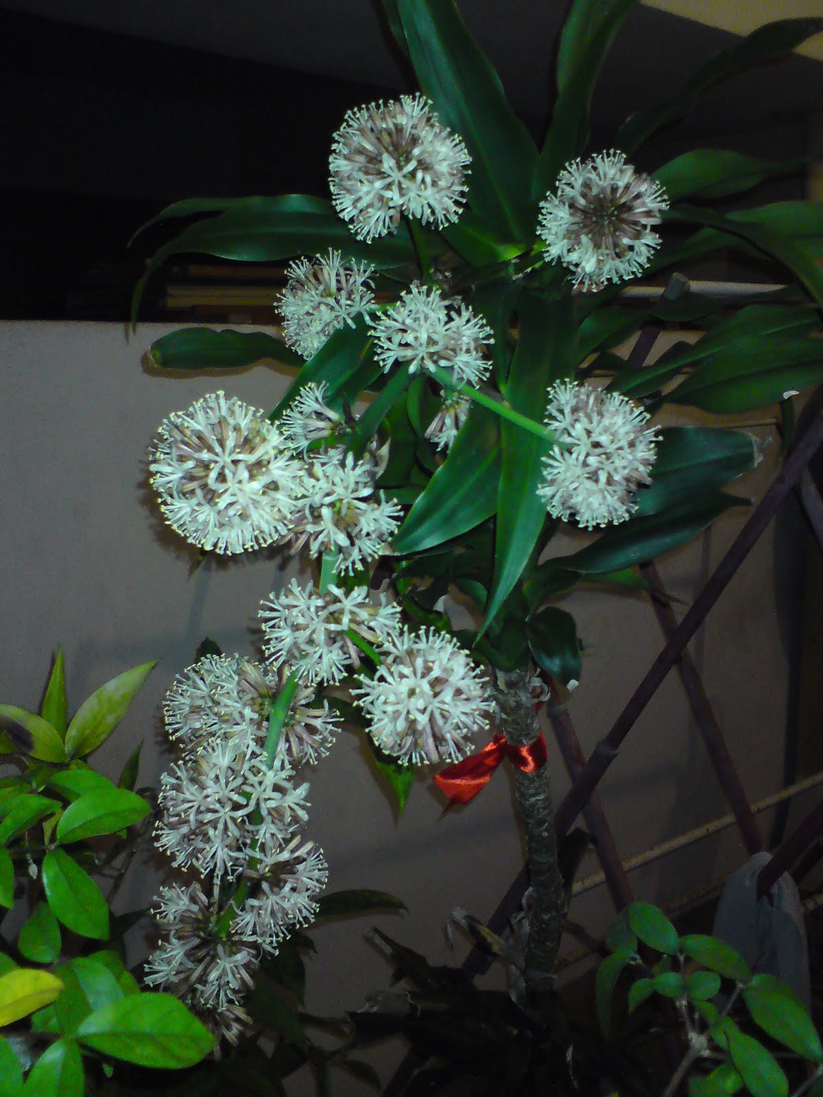 ANTHONY KHOR'S FAMILY BLOG: Iron Tree (dracaena fragrans) - second ...