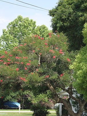 Around Grandma's Table: Flowering Trees of Ruskin Part 1