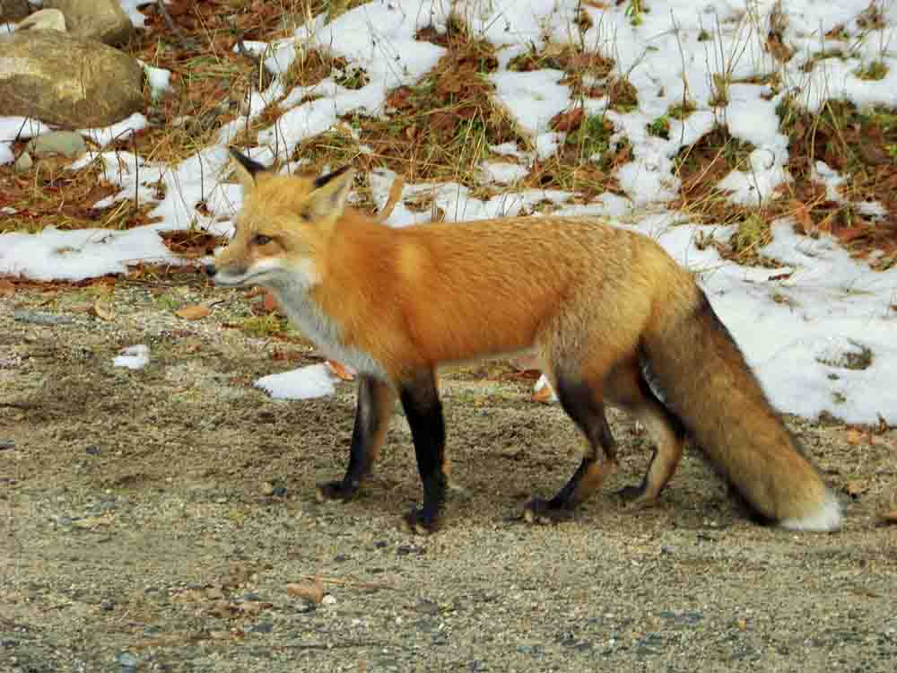 Iron Oak Farm: Wild Wednesday, Red Fox