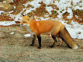 Iron Oak Farm: Wild Wednesday, Red Fox