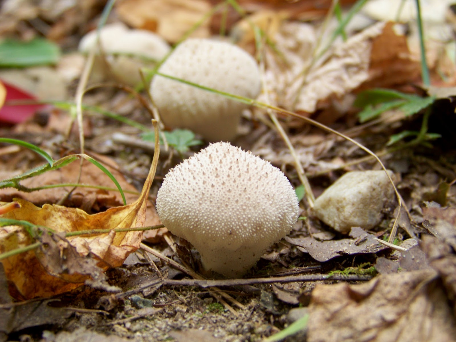 Iron Oak Farm: Wild Wednesday, Puff Ball Mushrooms
