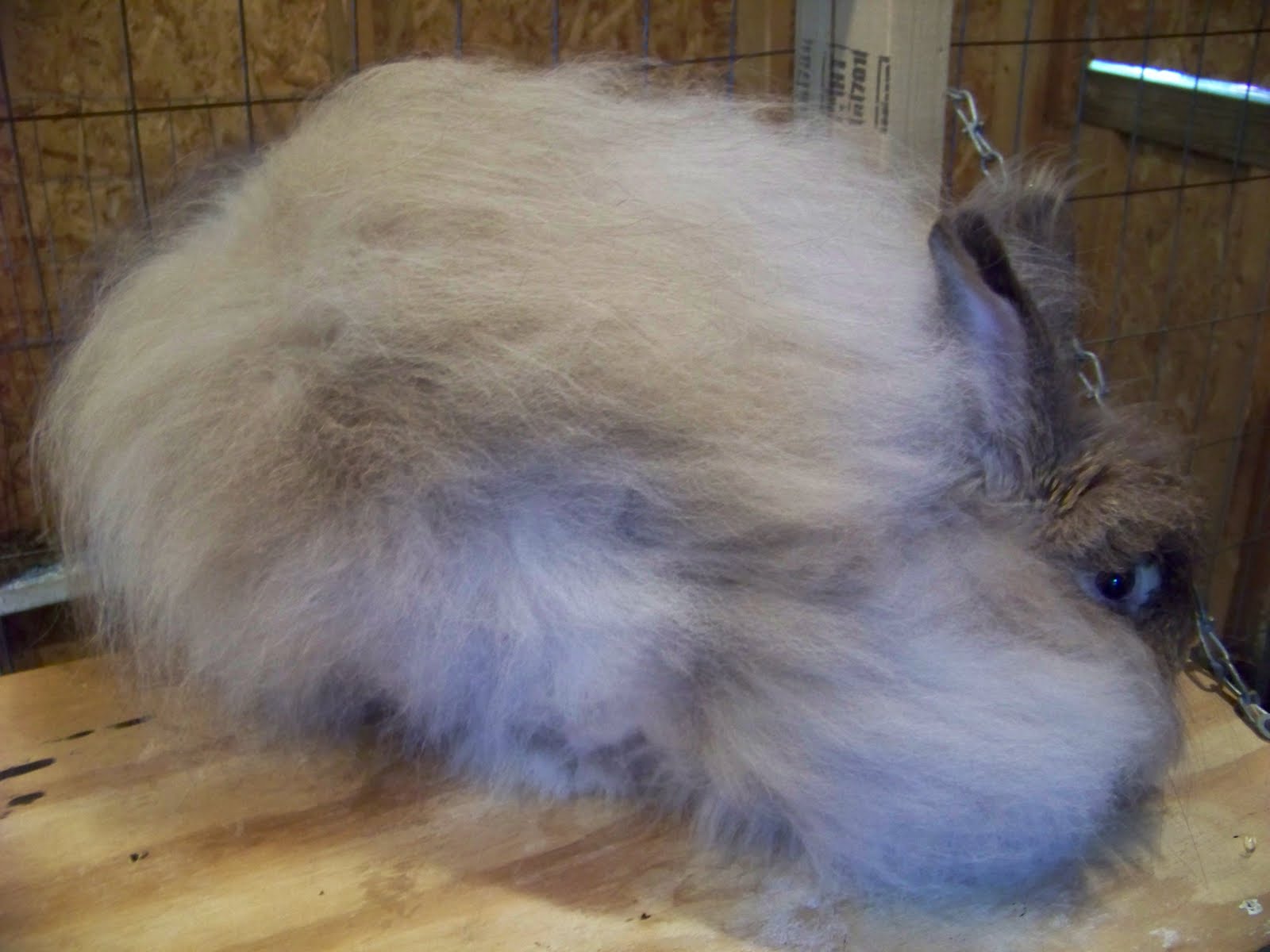 Iron Oak Farm: Shearing the Angora Rabbits