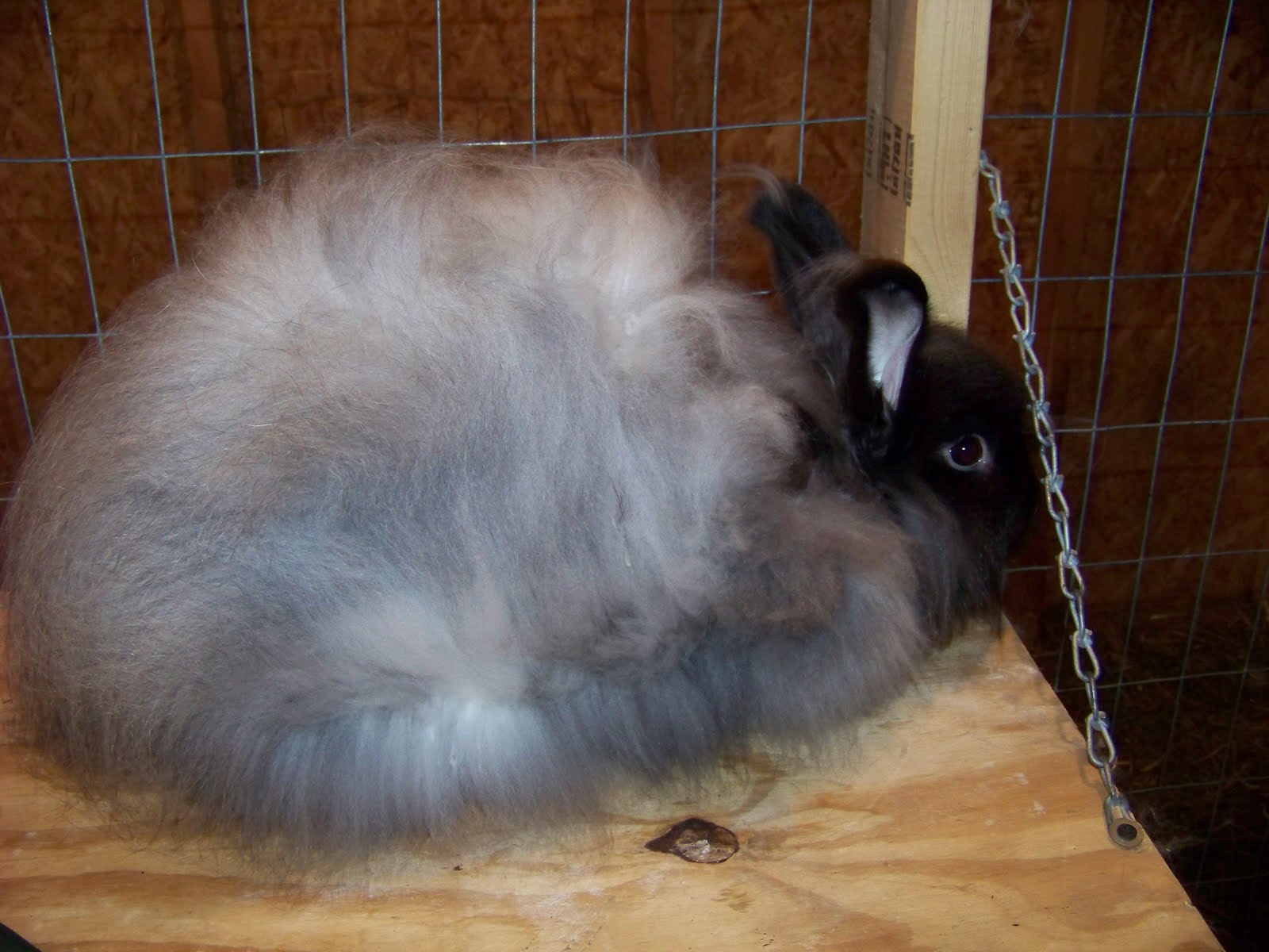Angora Rabbit Shearing