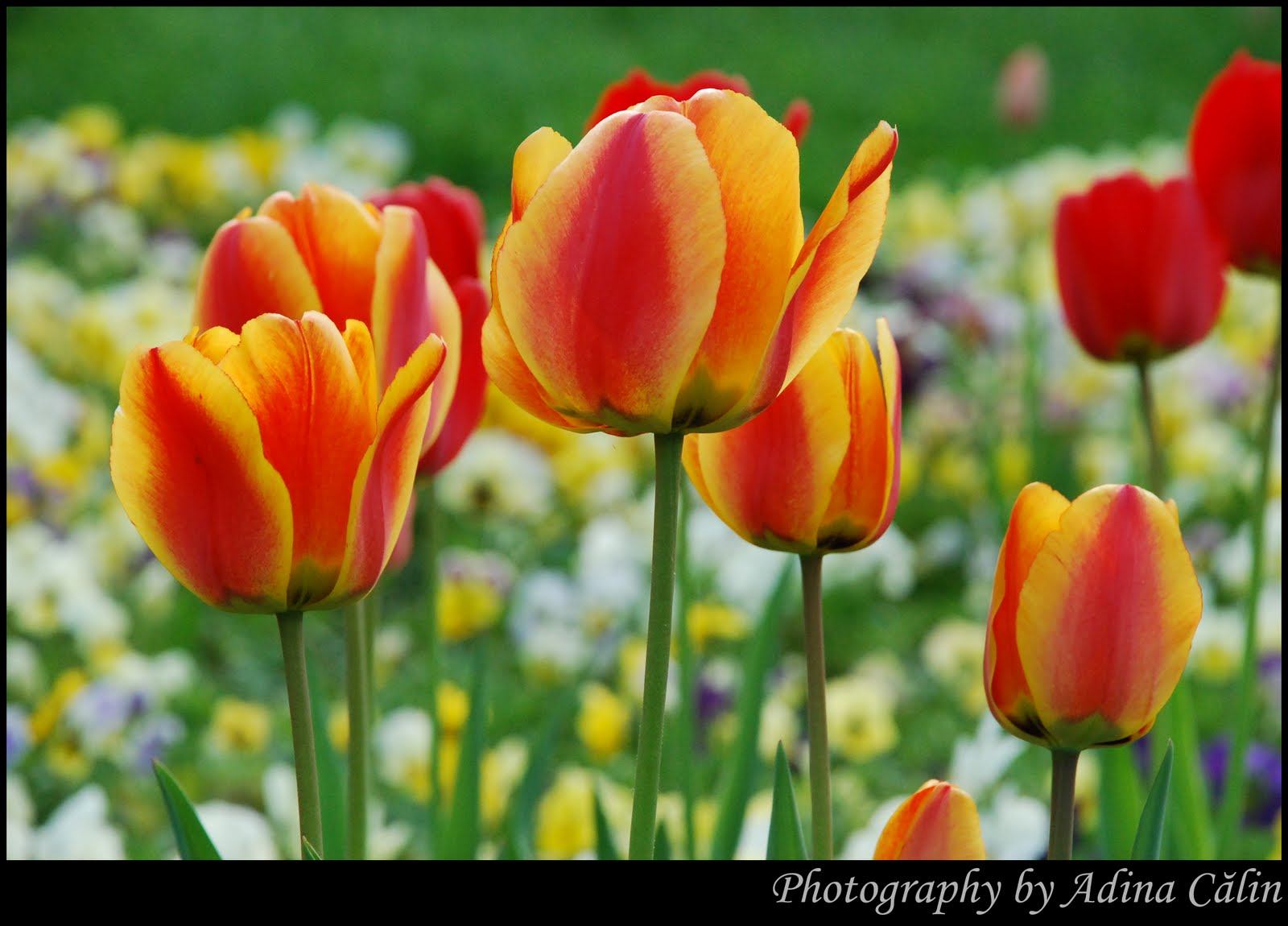 Photography by Adina C.: Flori de primăvară