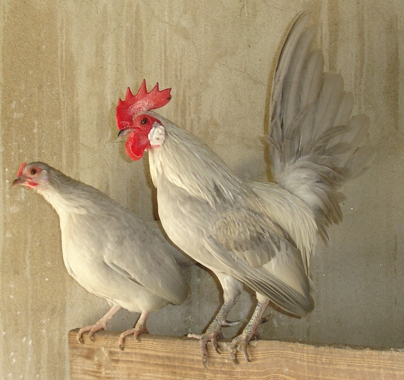 Aves de Gavião: Garnizés