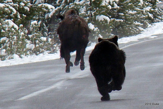 Economic Freedom: Grizzly chasing buffalo - Yellowstone NP