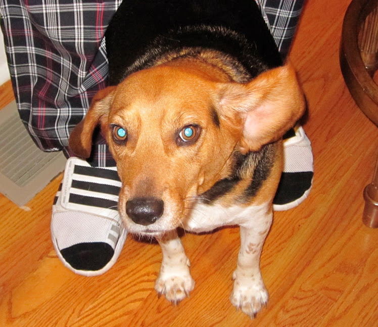The Fat Beagle
