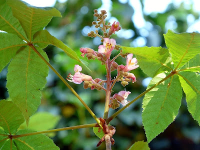 Cal Pepet del Xica, un jardí urbà al Prat de Llobregat: Flors arreu