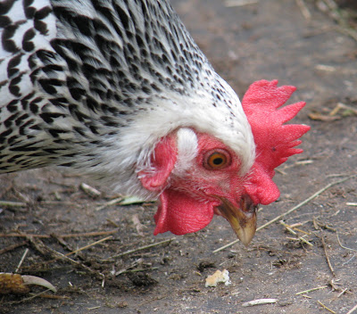 Beyond The Sidewalks: Chicken Fetish