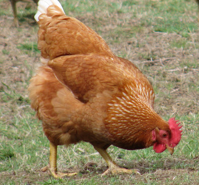 Beyond The Sidewalks: Chicken Fetish