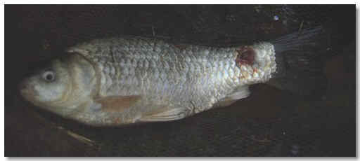 MUNDO AQUARIO: Furunculose