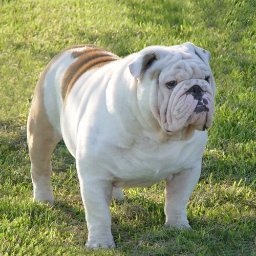 English Bulldogs