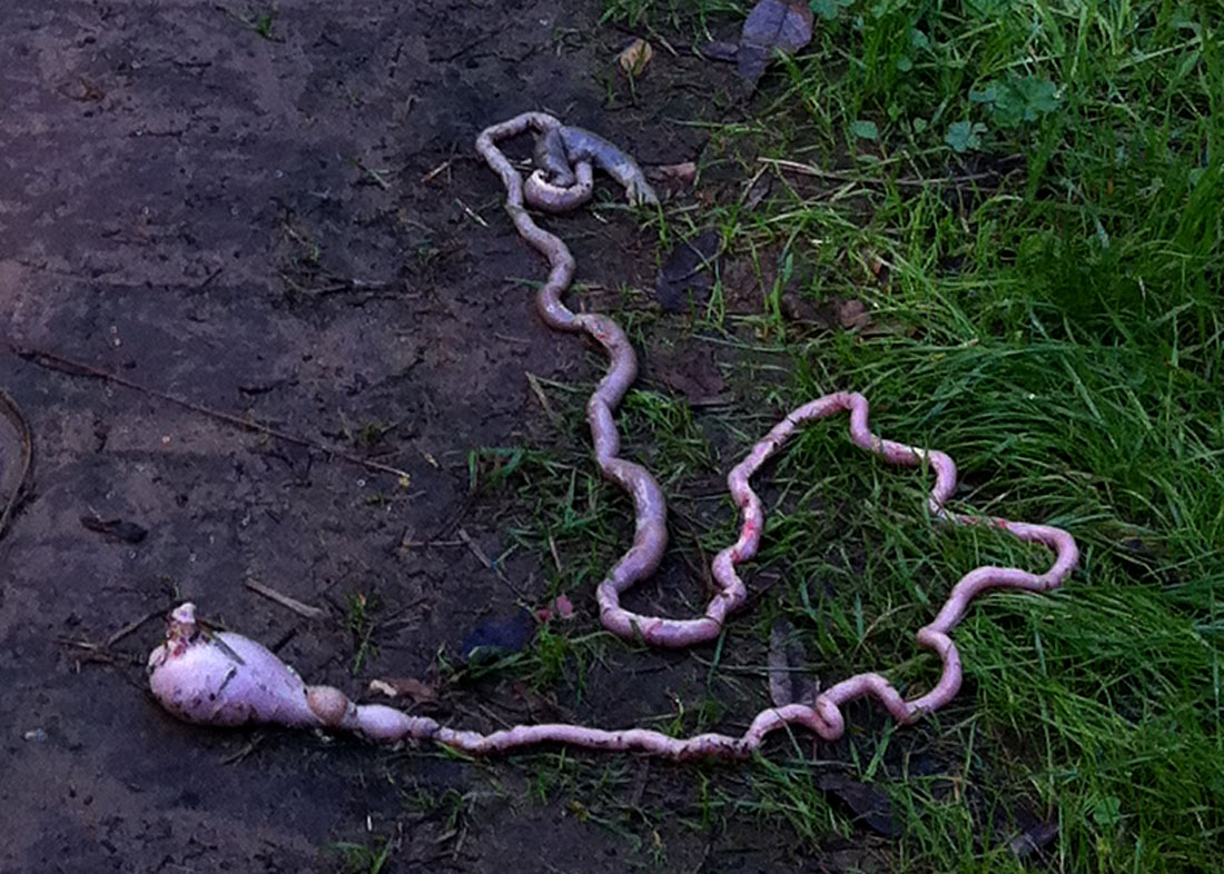 Corralitas Red Car Property: Red Car Canyon: Cat Entrails