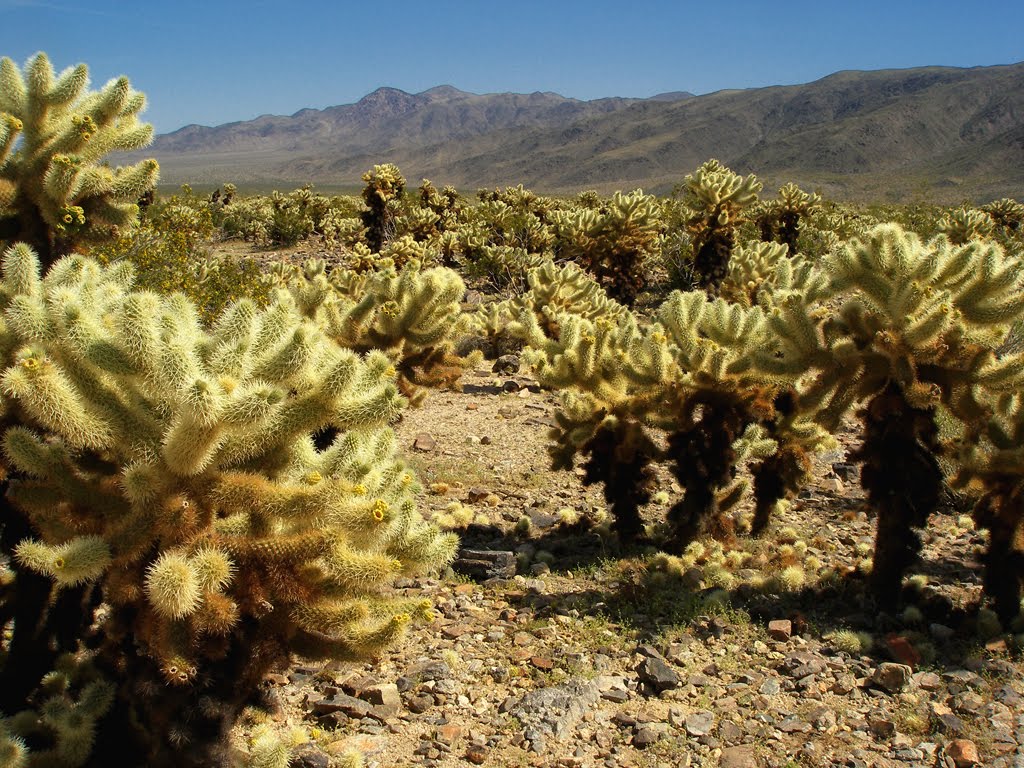 The Four Seasons: Cholla Cactus Garden - Joshua Tree National Park