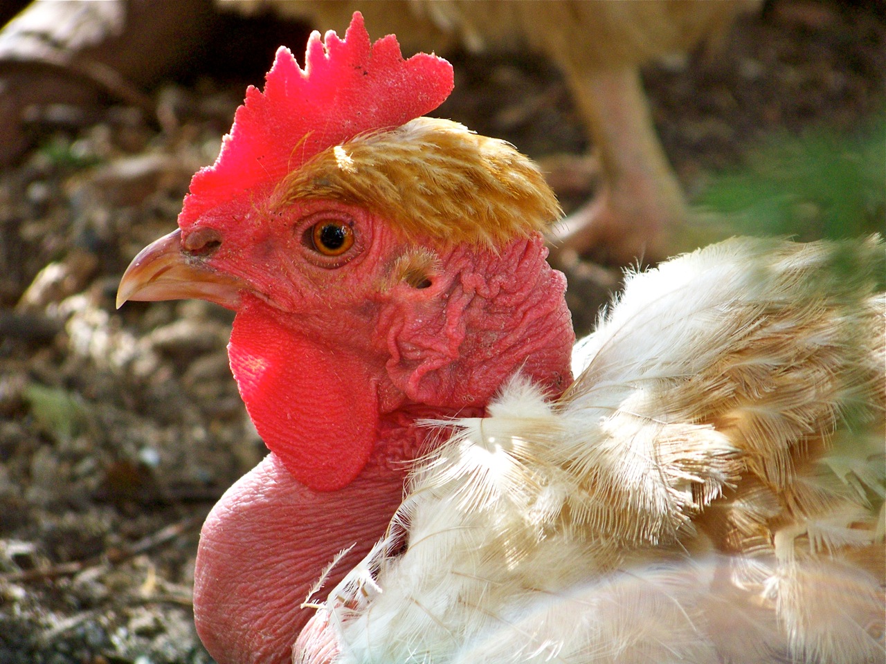 The Long Journey Home: Is it a chicken? Is it a turkey? No, it's a Turken!