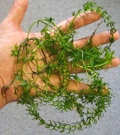 Inside Bass Fishing: Hydrilla Tips