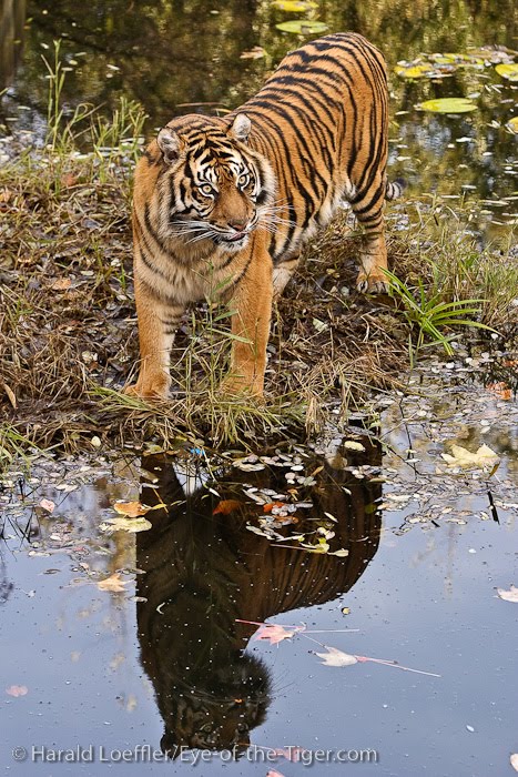 With the Eye of the Tiger: Java auf Java?