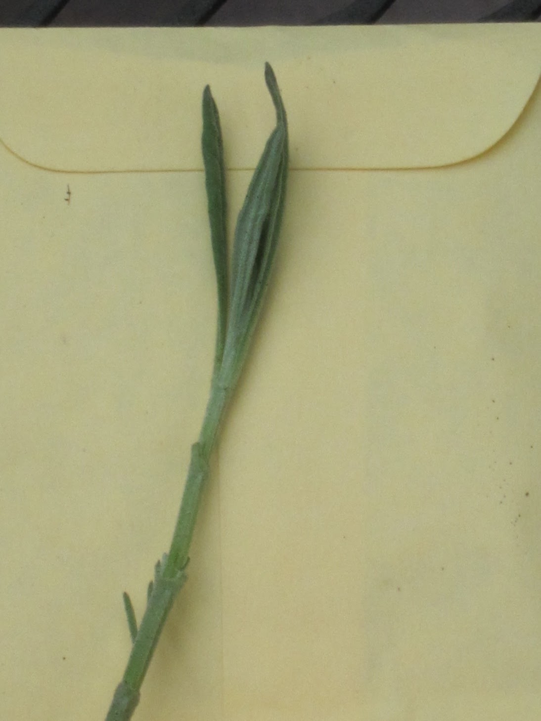 Propagating herbs via cuttings | Root Simple