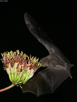 Chiropterophily: Bat Pollination