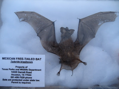 Waugh Bridge Bat Colony Pontoon Boat Tour