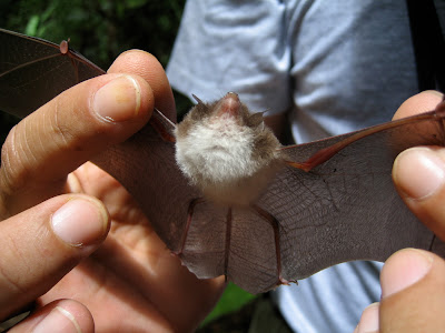 The Disk-Winged Bats of Lapa Rios