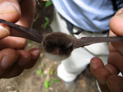 The Disk-Winged Bats of Lapa Rios