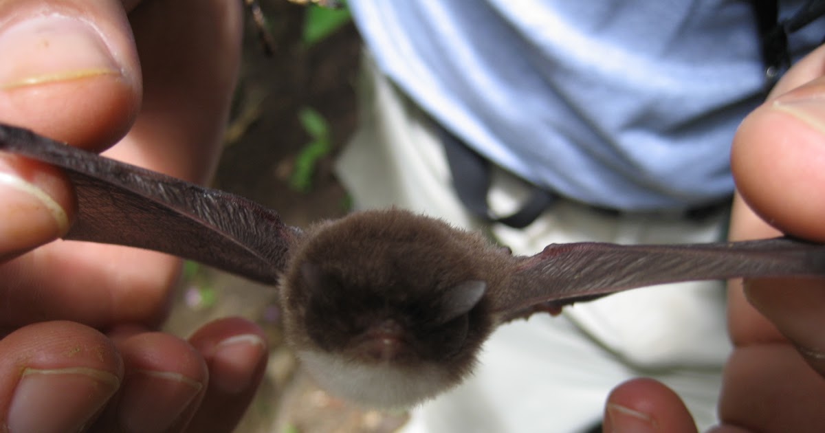 The Disk-Winged Bats of Lapa Rios