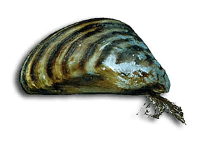 INSTITUO AGUADULCE CIENCIAS NATURALES: EL MEJILLON CEBRA