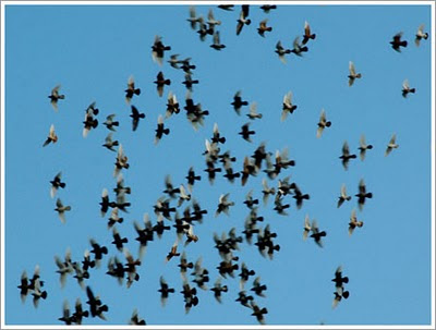 Love for ever: vidipoina pavuram, goruvanka