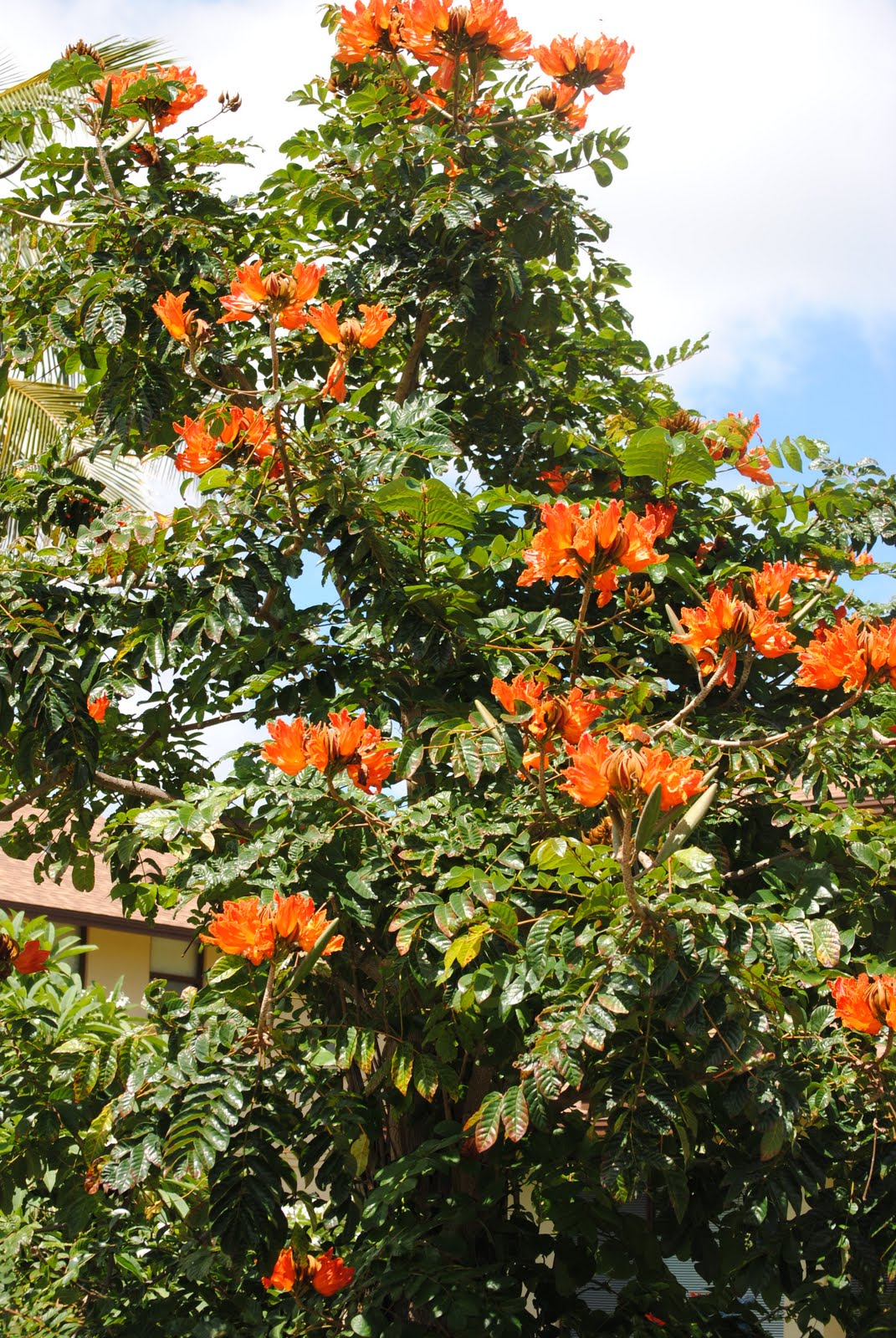 Exercises in Writing: The African Tulip Tree, Spathodea Campanulata