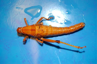 Romalea Dissection: Romalea Dissection