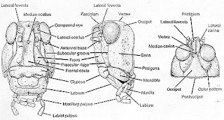 Romalea Dissection