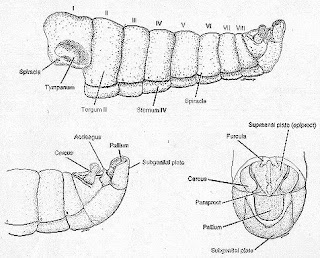 Romalea Dissection