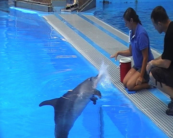 Kong Pow Kelsey: Dolphin Training