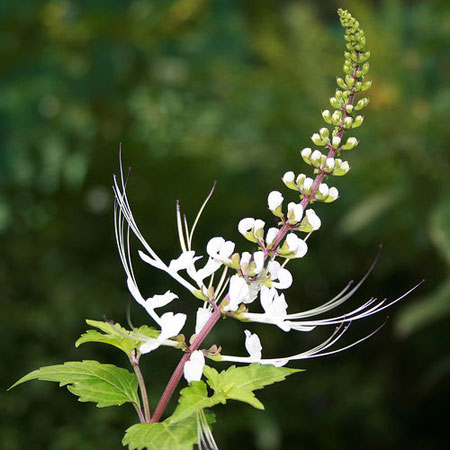 Sarawak Cultural Online: MISAI KUCING (JAVA TEA)