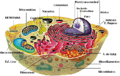 Enfermagem: O Citoplasma