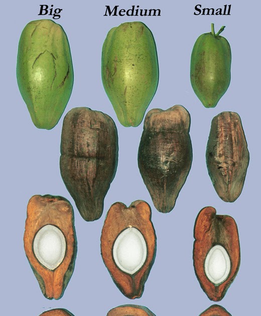 Coconut palms of Samoa: The Niu afa coconut variety